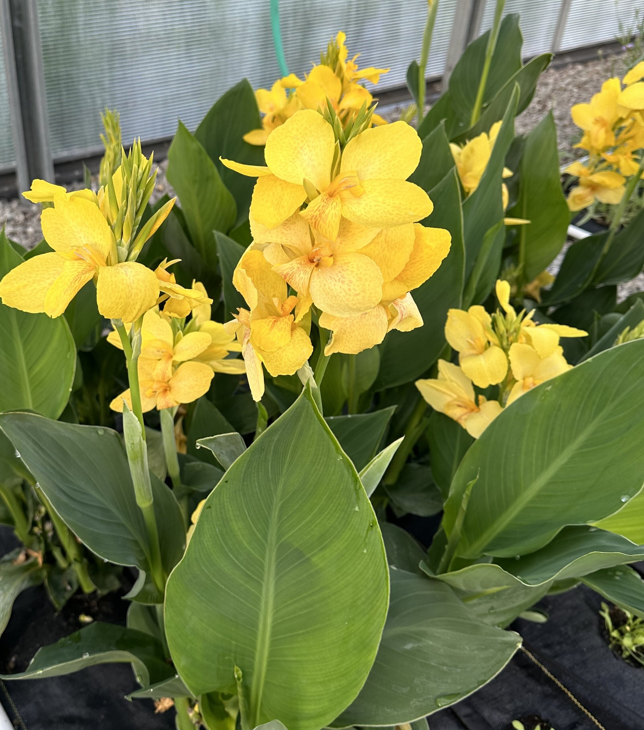 Home - Monarch Meadow Farms